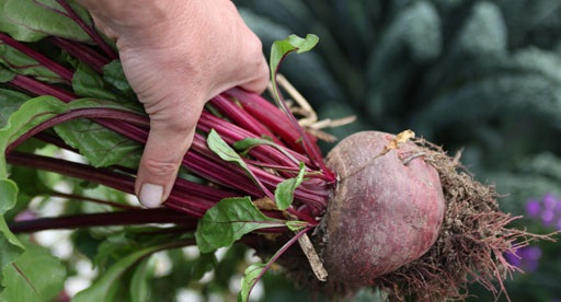 Beetroot Growing Guide | Tui | When to plant, feeding, protecting and ...